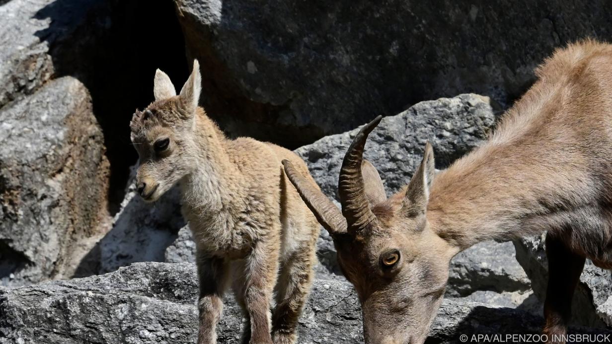 Steinbockbaby vor den Augen der Besucher im Alpenzoo geboren